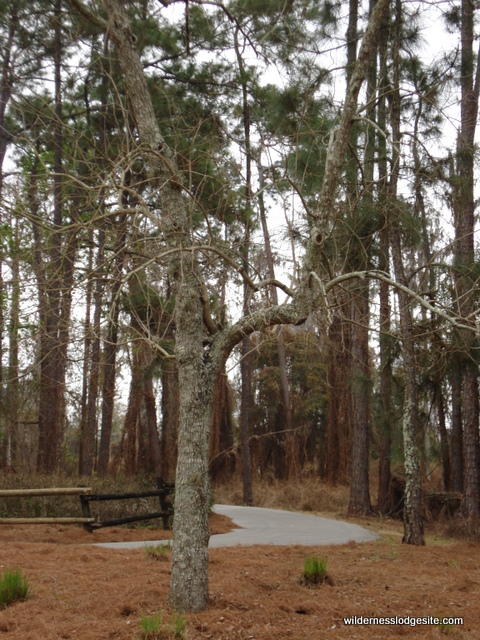 Jogging and Nature Trails | Disney's Wilderness Lodge Fan Site